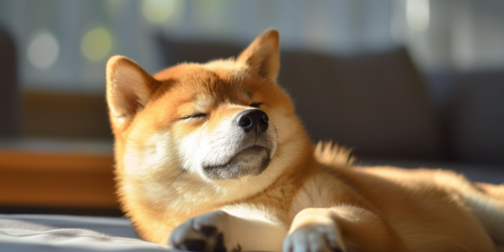 Shiba Inu Loses Key Support: Token's Outlook